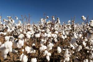 SLC Agrícola (SLCE3) registra queda de 54% do lucro líquido no 1T, a R ...