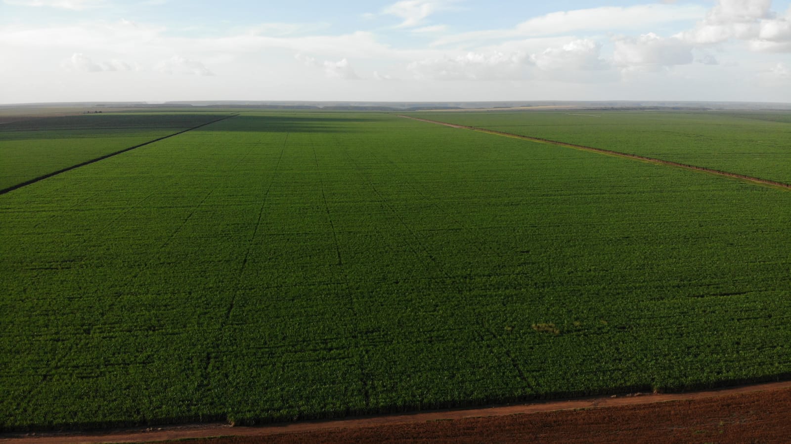 BrasilAgro vende parte de fazenda na Bahia por R$ 364,5 milhões