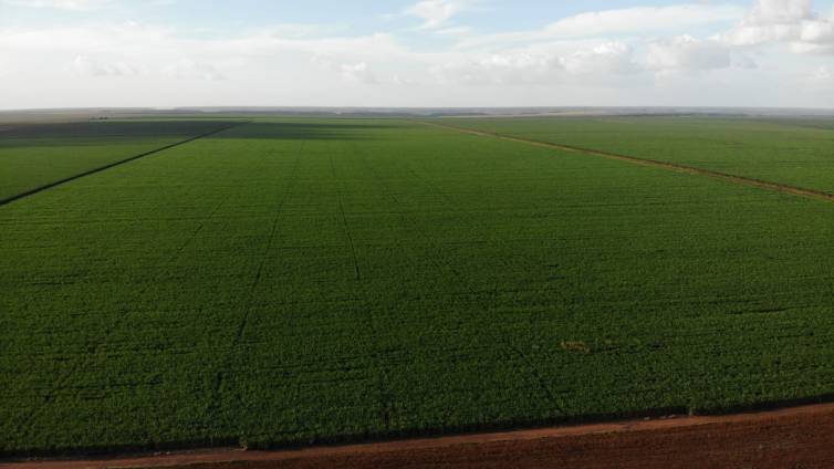 AGRO3 (BRASILAGRO ON NM) | InfoMoney