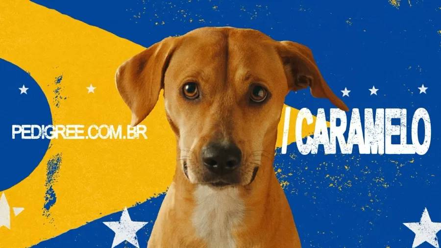 Brasil brilha em Cannes com vira-lata caramelo e supera marca de 90 prêmios