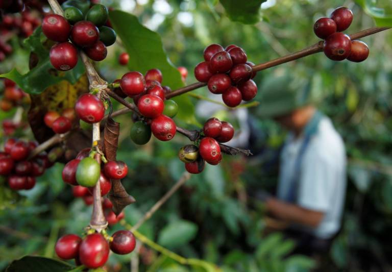 Exportação de café pelo Brasil atinge recorde de US$15,6 bi em 2025