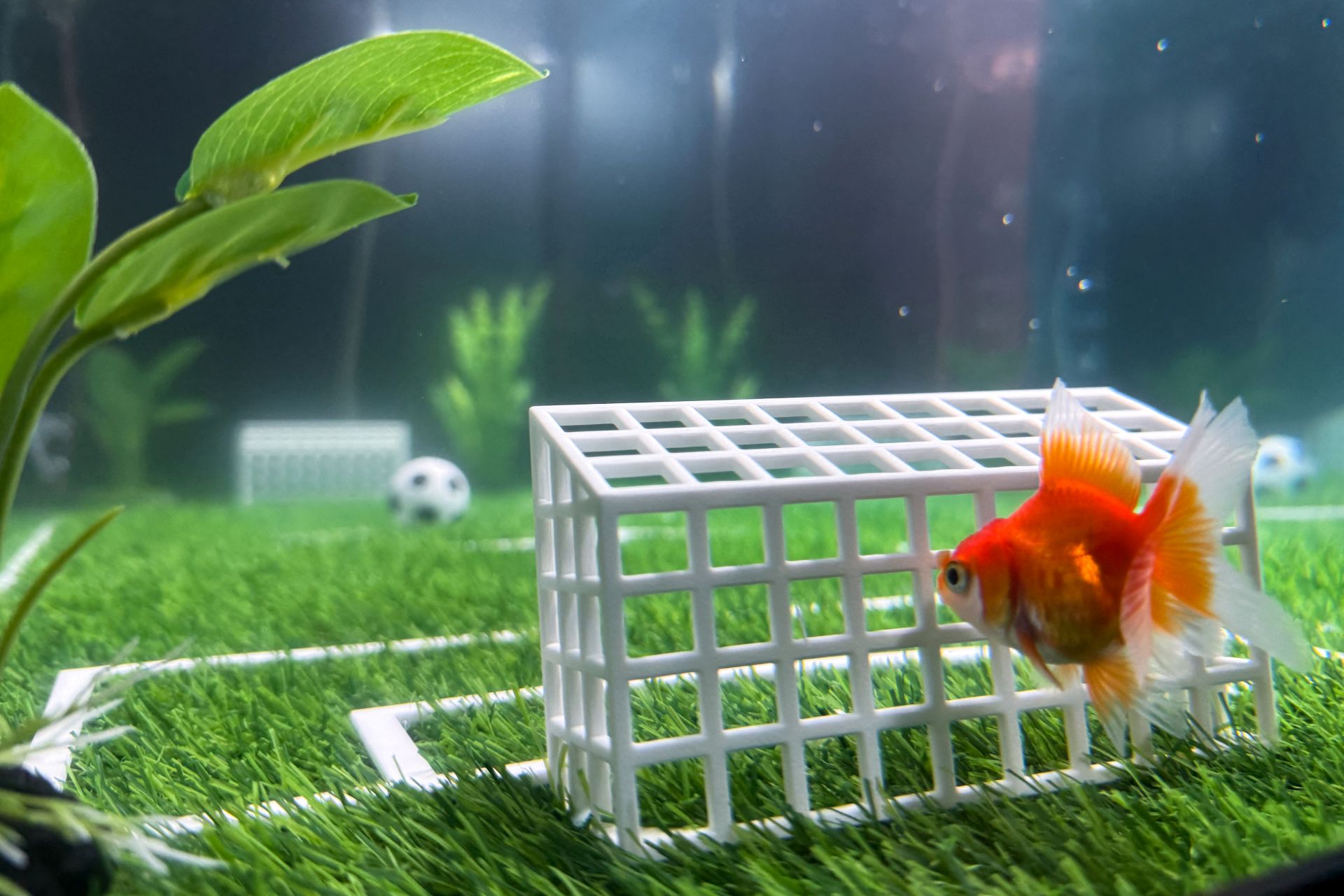 Peixinho Swimbappe, oráculo de Toronto na Copa, prevê vitória do Haiti ...